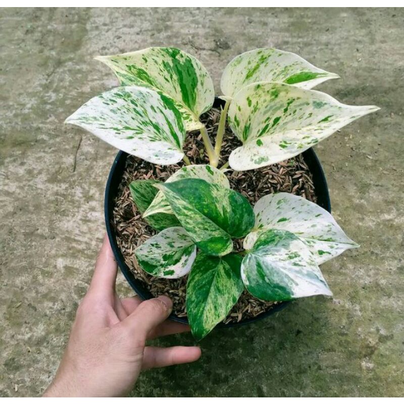 Jual Tanaman Hias Sirih Gading variegata/Sirih gading Putih/Sirih Paris ...