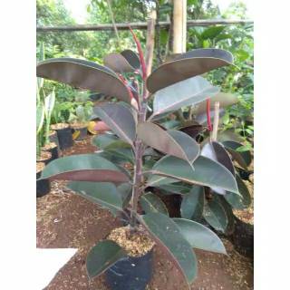 Jual Tanaman karet kebo ficus elastica tanaman / pohon beringin karet ...