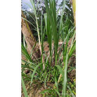 Jual bibit rumput gama umami | Shopee Indonesia