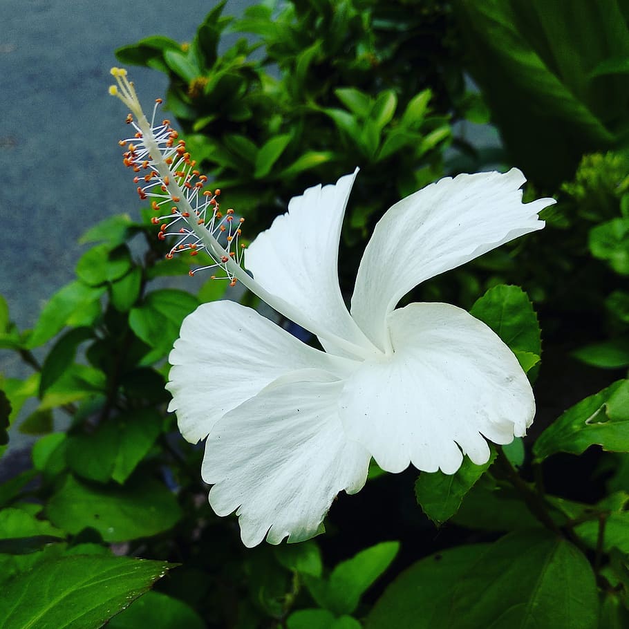 Jual Bunga Sepatu Putih Cantik/Tanaman Hias Bunga Sepatu Putih/Kembang ...