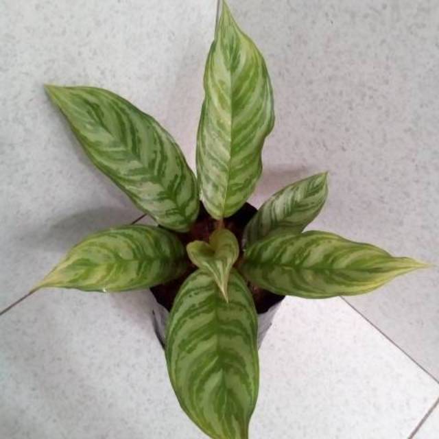 Jual Tanaman hias sri rejeki - sri rejeki cyrispum - blanceng sri ... Jual Tanaman hias sri rejeki - sri rejeki cyrispum - blanceng sri ...