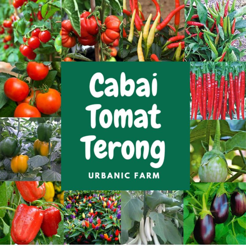 Jual Benih Cabai/Cabe Tomat Terong/Terung Repack Eceran Murah | Shopee ...