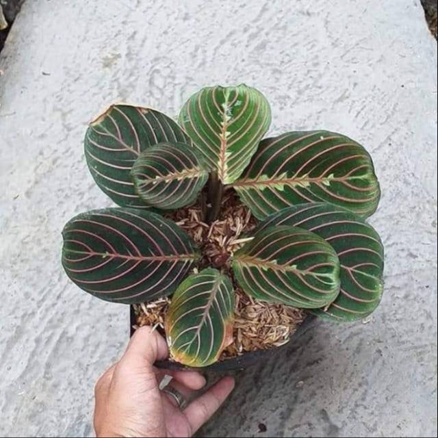 Jual Tanaman hias Calathea maranta leuconeura | Shopee Indonesia