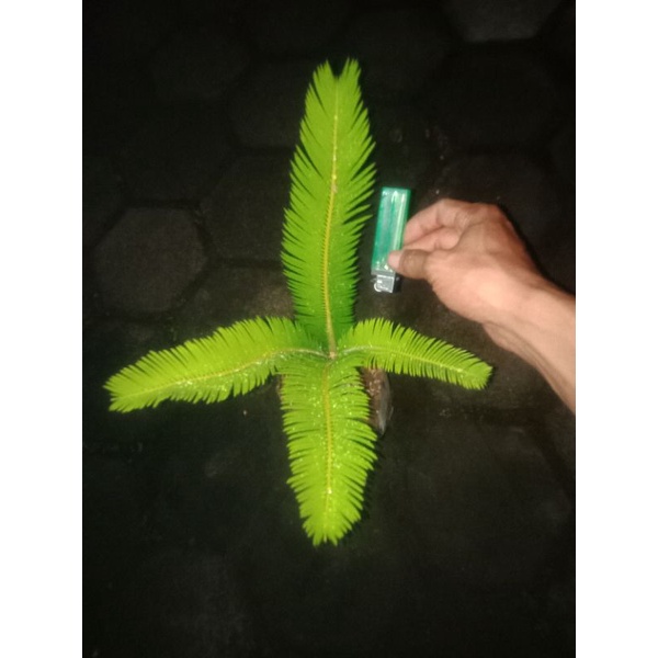 Jual MAWAR JAMBE/SIKAS | Shopee Indonesia