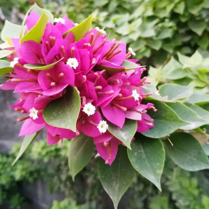 Jual Stek Batang Tanaman Hias Bougenville Singapore Merah Fanta