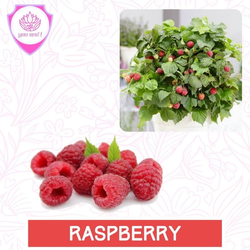 Jual Benih RASPBERRY Import Biji Buah | Shopee Indonesia