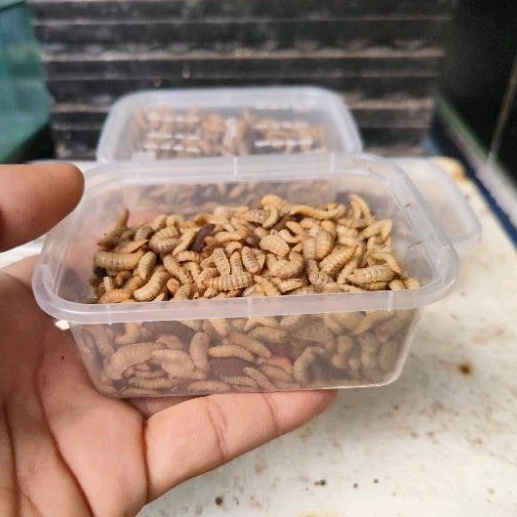 Jual Maggot BSF Hidup/Pakan Ikan Predator/60gr | Shopee Indonesia