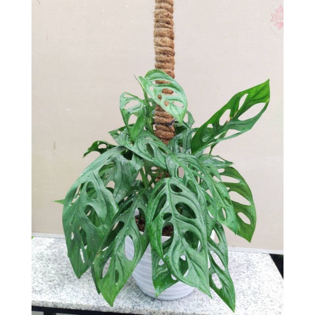 Jual Bunga Hias Janda Bolong Daun 5 7 / Tanaman Hias Janda Bolong ...