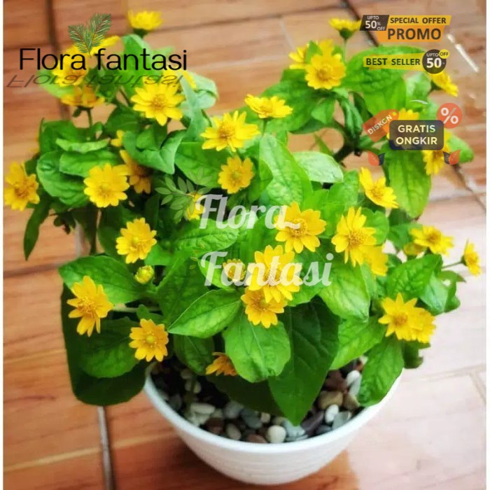 Jual Tanaman hias Bunga Matahari Mini - Tanaman hias hidup (Tanaman ...