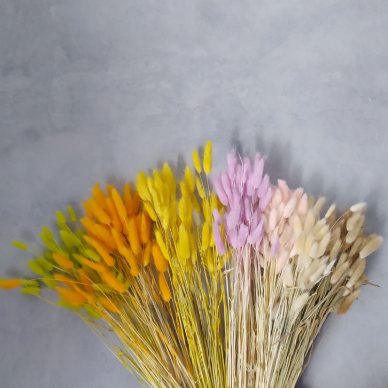 Jual Bunga lagurus bunny tail isi 50 sampai 60 tangkai | Shopee Indonesia