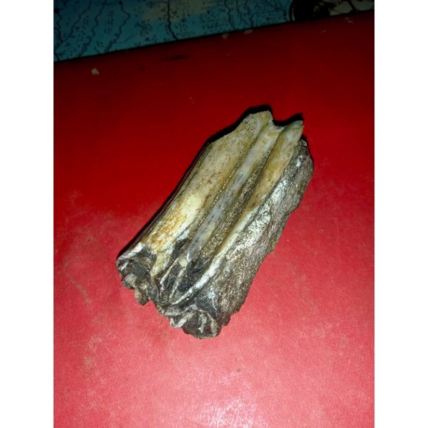 Harga Siung Terbaru Oktober 2022 |BigGo Indonesia