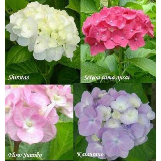 Jual Tanaman Bunga Panca Warna | Shopee Indonesia