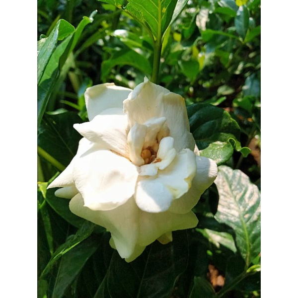 Jual Tanaman Hias Bunga Cepiring / Ceplok piring | Shopee Indonesia