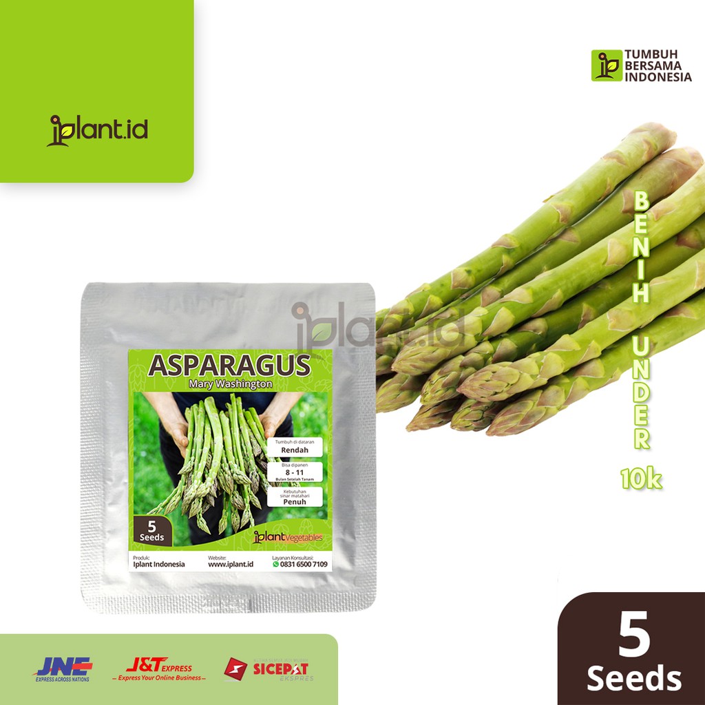 Jual IPLANT Benih Bibit Biji Asparagus (Mary Washington) | Shopee Indonesia