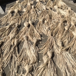 Jual Serat Sisal / Serat Sisalana Agave / Serat Nanas / Agave Sisalana ...