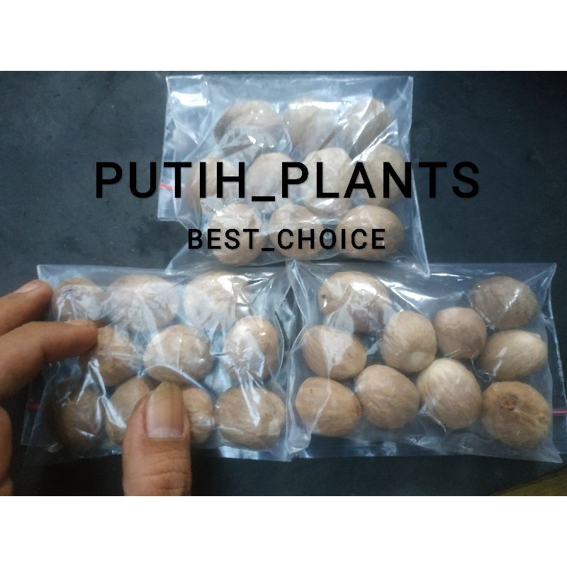 Jual biji atau benih buah pala(mysristica fragrans) per 10biji | Shopee ... Jual biji atau benih buah pala(mysristica fragrans) per 10biji | Shopee ...