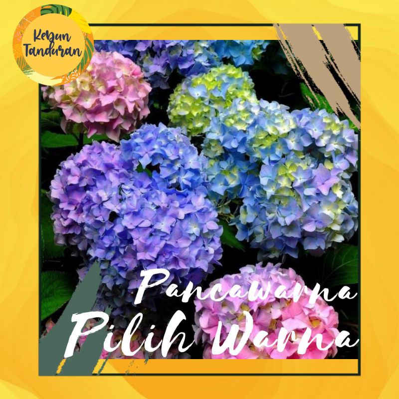 Jual Bibit Tanaman bunga Panca warna Pancawarna - Hydrangea atau ...