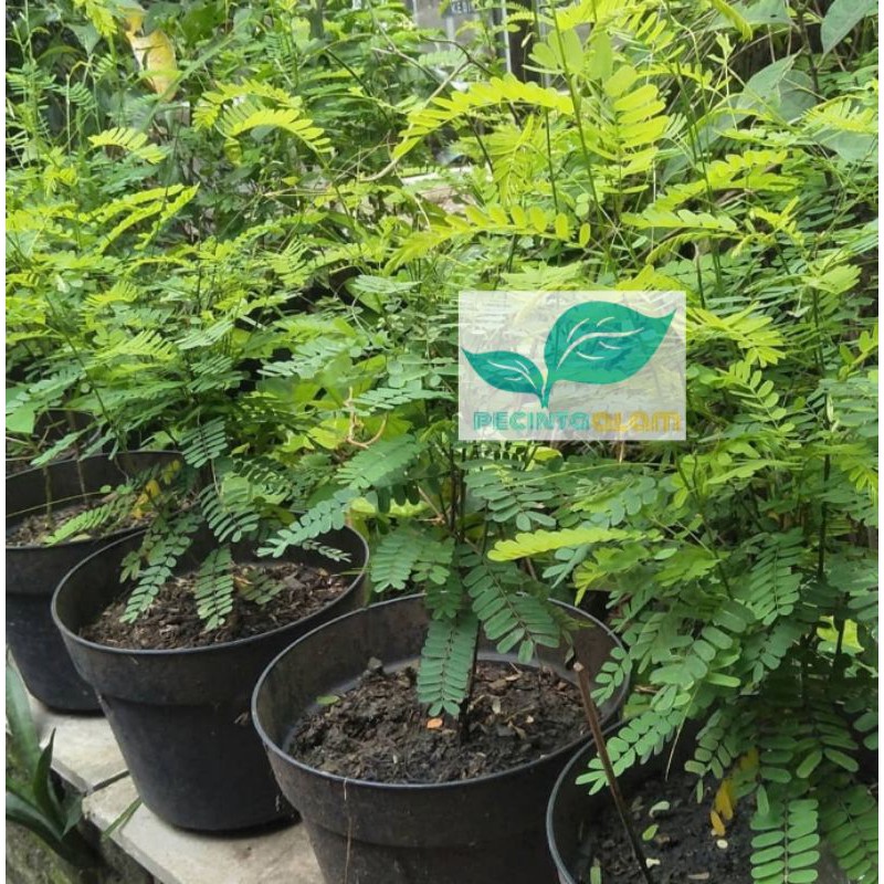 Jual Bibit tanaman herbal daun saga/Tanaman daun saga | Shopee Indonesia