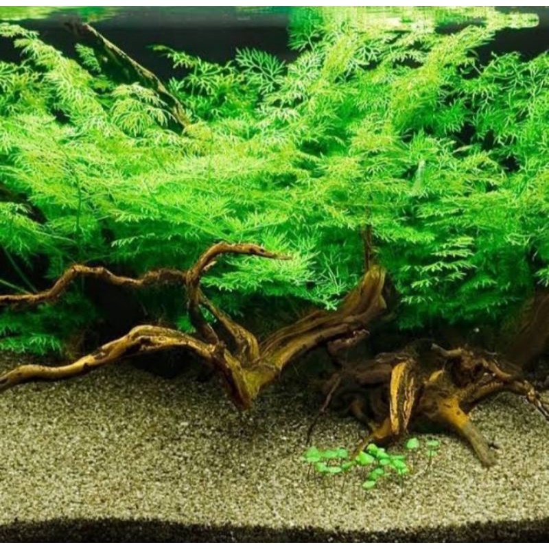 Jual water sprite pakis air tanaman aquascape plant | Shopee Indonesia