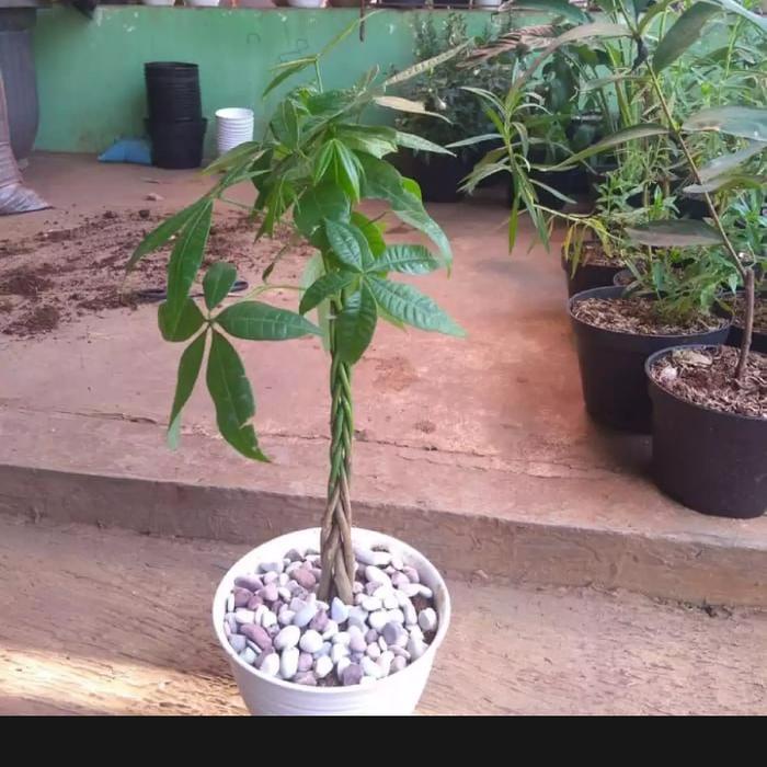 Jual Tanaman hias pacira lucky kepang 3 / Pohon pacira kepang 3 / pohon ...