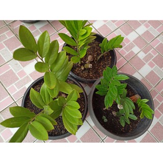 Jual Tanaman Zz Plant Zamia Zamioculcas Zamiifolia Dollar | Shopee ...