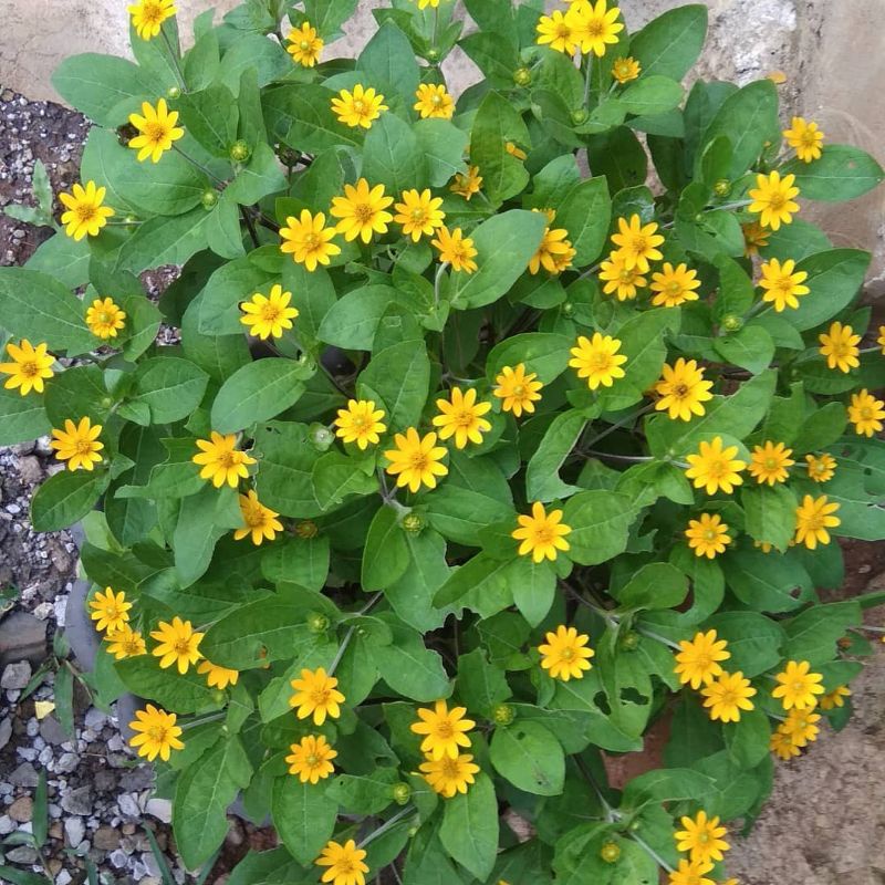 Jual Bunga Seribu Bintang (berbunga) | Shopee Indonesia