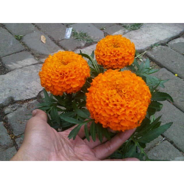 Jual Bibit / Benih Bunga Gumitir-Mitir-Gemitir Marigold African ...