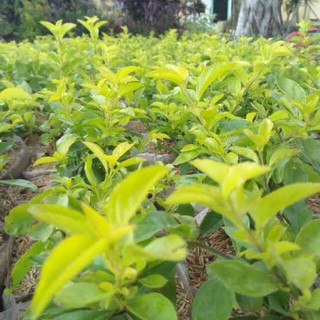 Jual Tanaman Hias Pangkas kuning / tanaman penitian kuning | Shopee ...