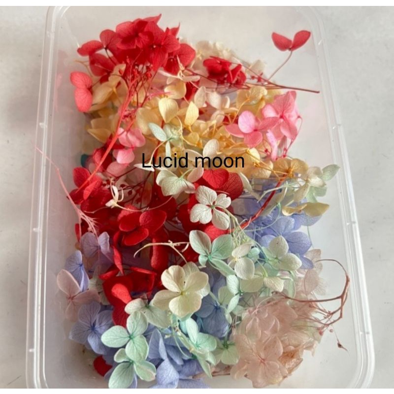Jual Hydrangea Hortensia Bunga Kering Preserve Flowers Untuk Isi Resin ...