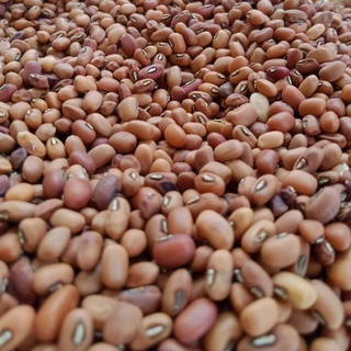 Jual Kedai 250 Gram Benih Biji Kacang Beras Dadap Landes Tunggak Otok ...