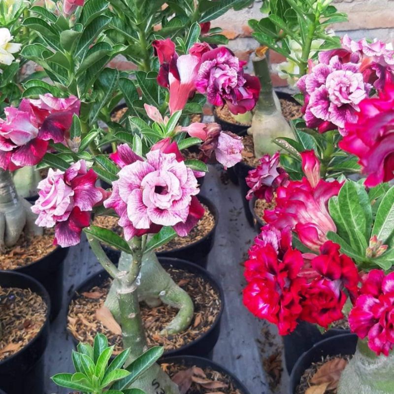 Jual paket hemat ADENIUM BUNGA TUMPUK size A+ 3 pohon 3 warna/ADENIUM ...