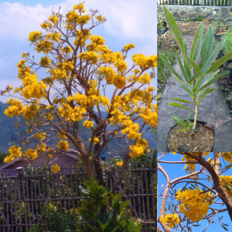 Jual Tanaman hias Bibit bunga tabebuya kuning | Shopee Indonesia
