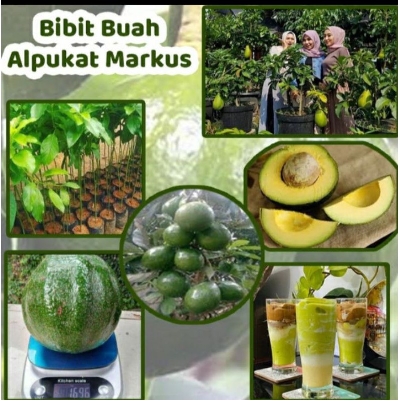 Jual bibit alpukat markus (bisa cod) | Shopee Indonesia