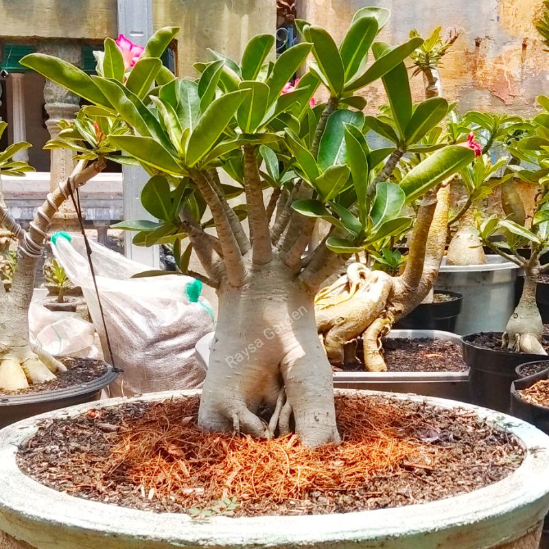 Jual benih biji bonsai adenium karakter arabicum thaisoco nomsod mkmk ...