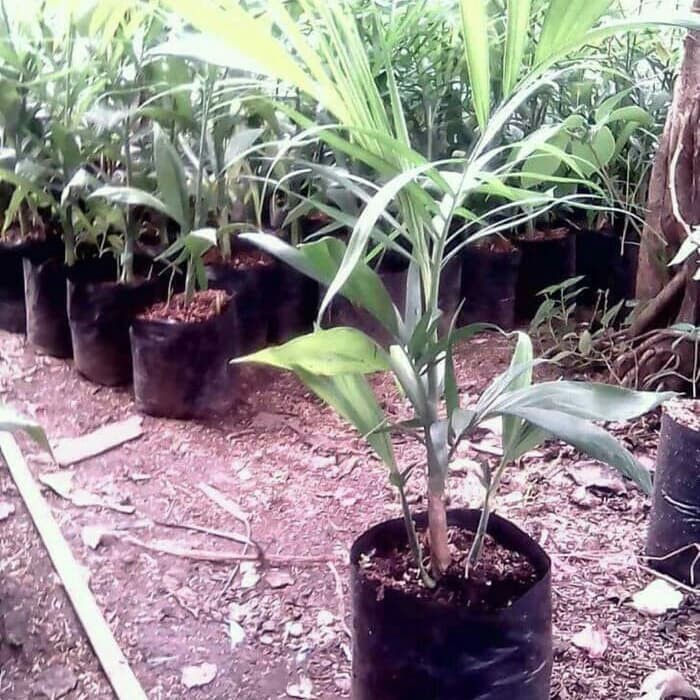 Jual Bibit Tanaman Hias Palem Komodoria - Palem Bambu (Chamaedorea ...