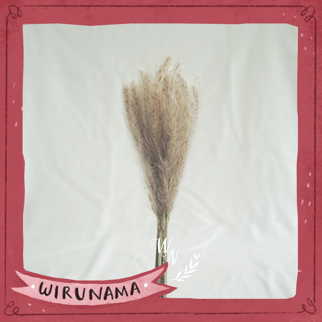 BUNGA KERING ILALANG DRIED FLOWER UNTUK DEKORASI RUMAH RUSTIC | Shopee ...