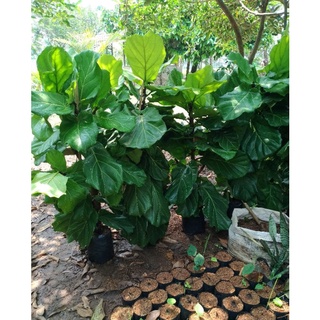 Jual Tanaman Ketapang Biola Cantik Ficus Lyrata | Shopee Indonesia