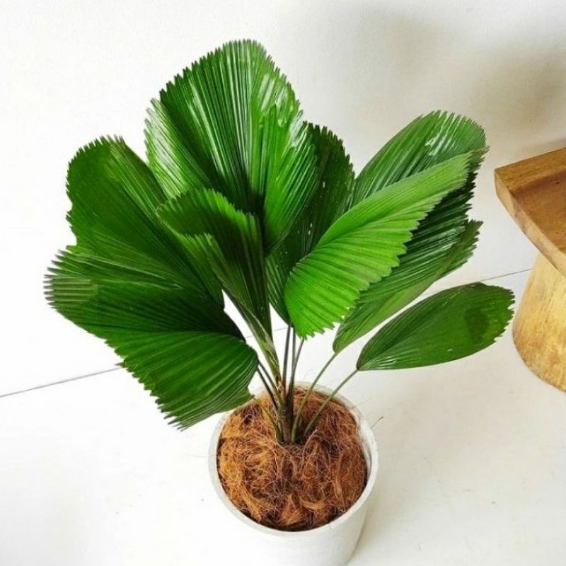 Jual ( BISA COD ) Tanaman Hias Palem Kol Dewasa & Bibit / Tanaman ...