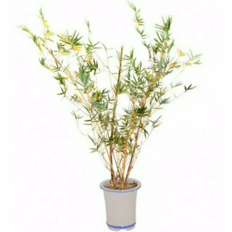 Jual Bambu Kuning // Pring kuning hiasan | Shopee Indonesia