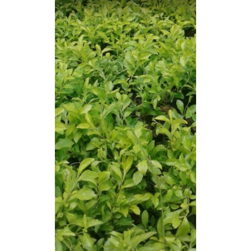 Jual tanaman hias penitian tanaman pembatas | Shopee Indonesia