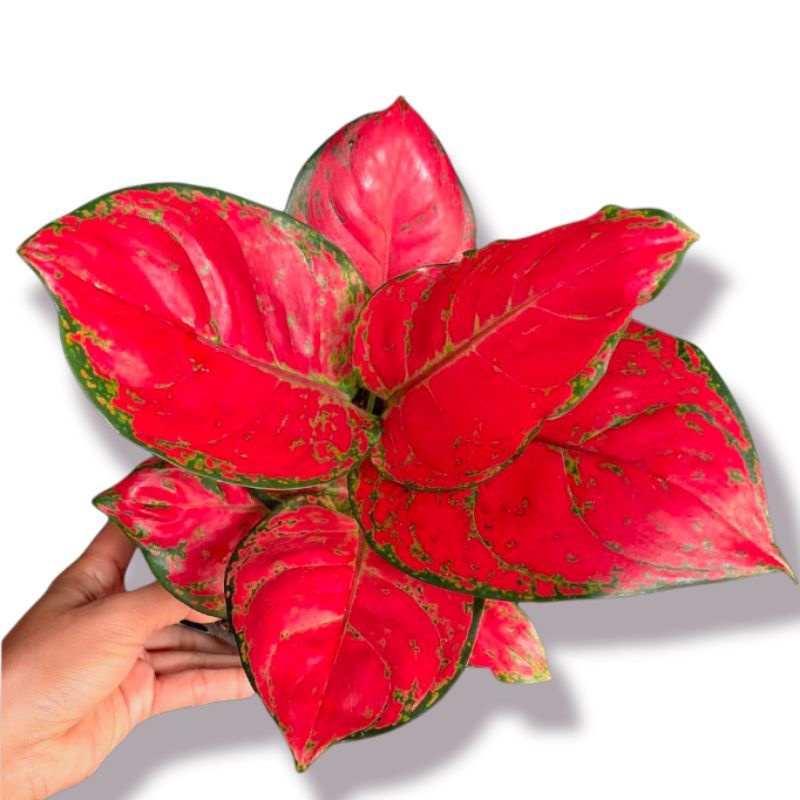 Jual Aglaonema Red Anja Merah Tanaman Hias Taman Bunga Aglonema Red ...