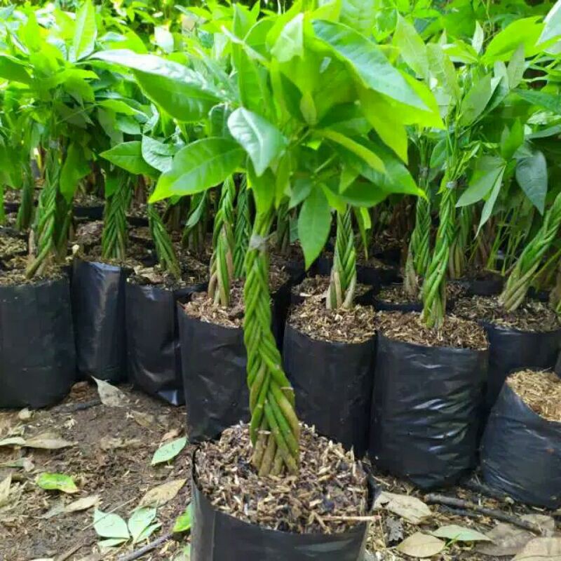 Jual Tanaman Pacira Kepang 9 - Pachira Money Tree TANAMAN PEMBAWA HOKI ...
