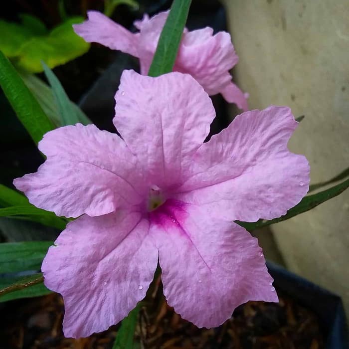 Jual Kedai Tanaman Bunga Ruellia Merah Muda Tegak Reullia Ruelia Reulia ...