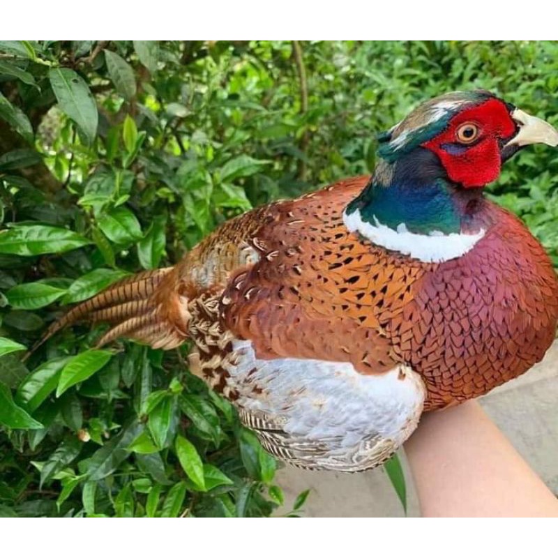 Jual Induk Ayam Hias Ringneck Pheasant Merah Indukan Burung Pegar ...