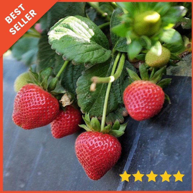 Harga Stawberry Bibit Terbaru Feb 2025 | BigGo Indonesia