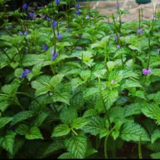 Jual Tanaman Herbal Pecut Kuda | Shopee Indonesia