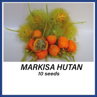 Jual 10 Biji Benih Markisa Hutan, Rambusa, Tanaman merambat, buahnya ...
