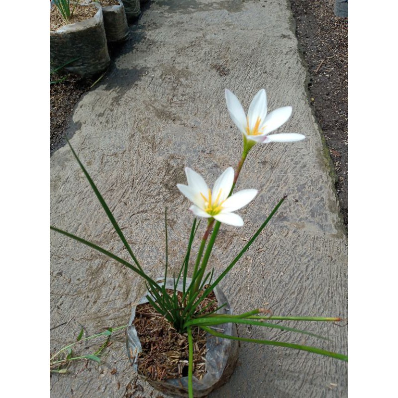 Jual Tanaman kucai bunga putih | Shopee Indonesia