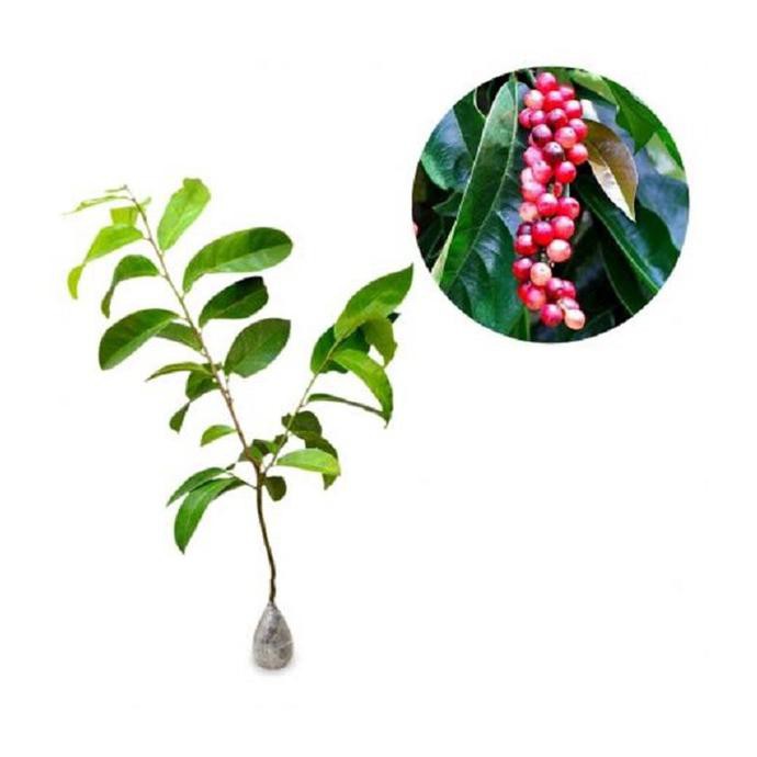 Jual $Diskon!! Pohon Buni Bibit Buah Huni Tanaman Langka Unik Untuk ...
