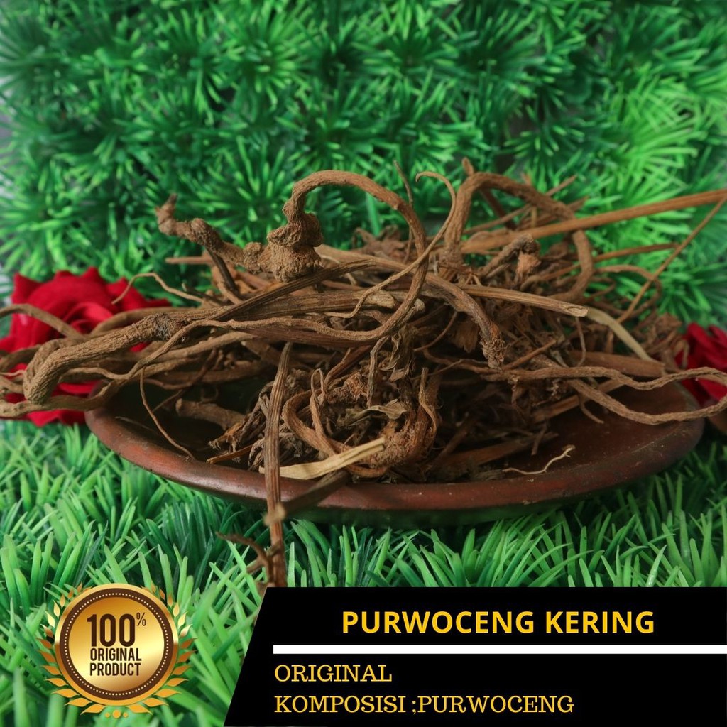 Jual Purwoceng - akar puroceng kering - herbal kering alami | Shopee ...